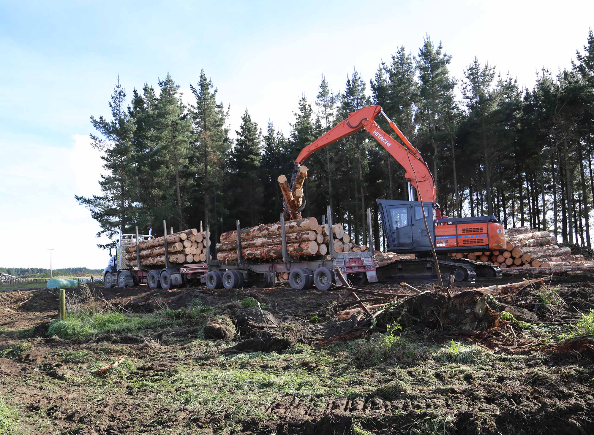 trees | GD Harvesting